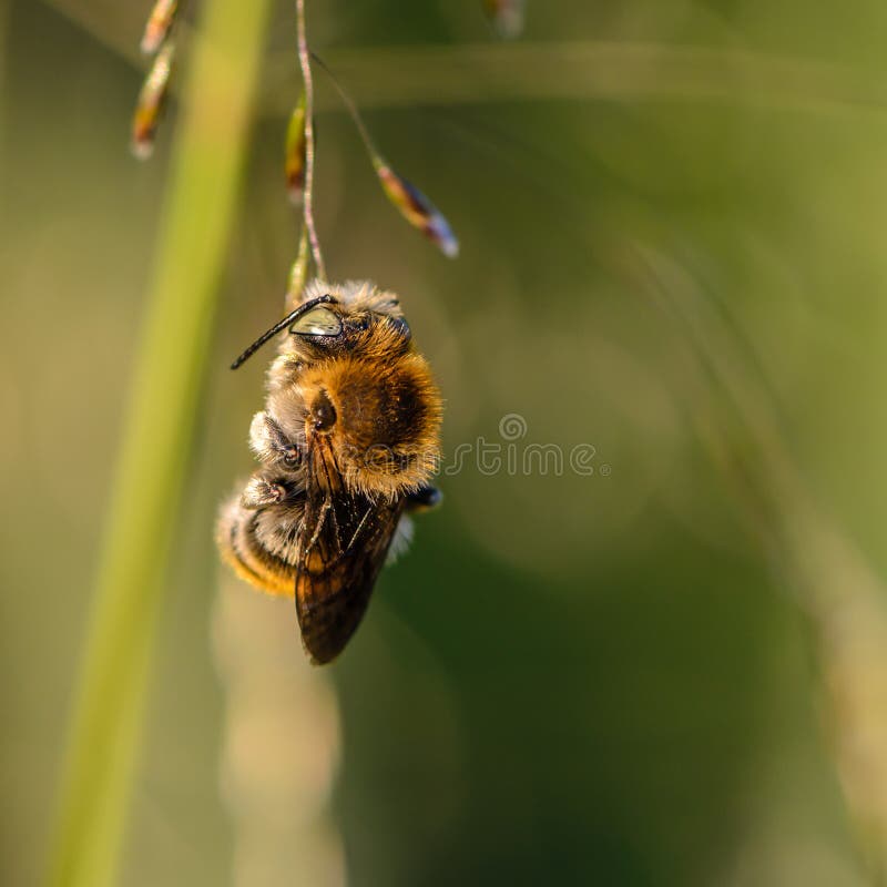 Sleeping wild bee stock photo. Image of wildbee, closeup - 110668180