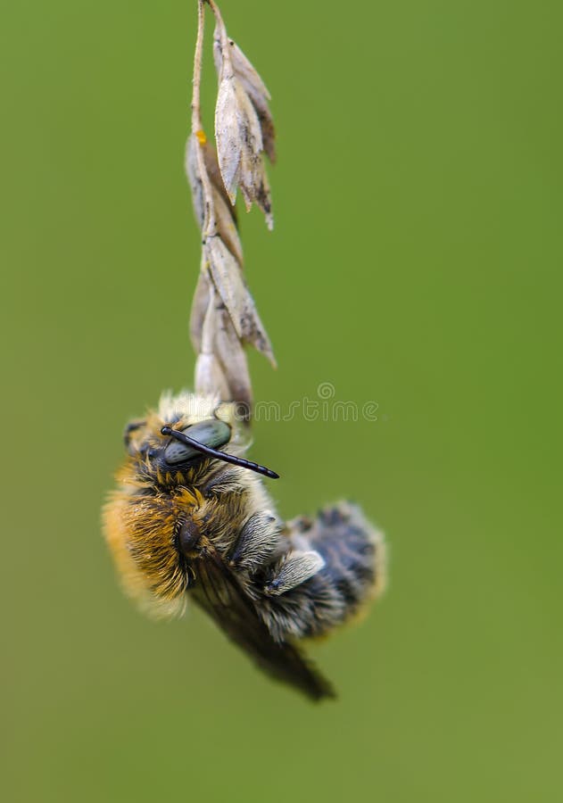 Sleeping wild bee stock image. Image of wildlife, wildbee - 111970397