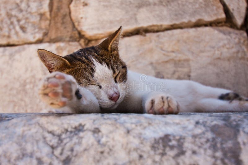 Sleeping wildcat stock photo. Image of wildcat, sleeping - 57848496