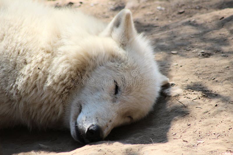 Sleeping wolf stock image. Image of sleep, heat, relax - 68939871