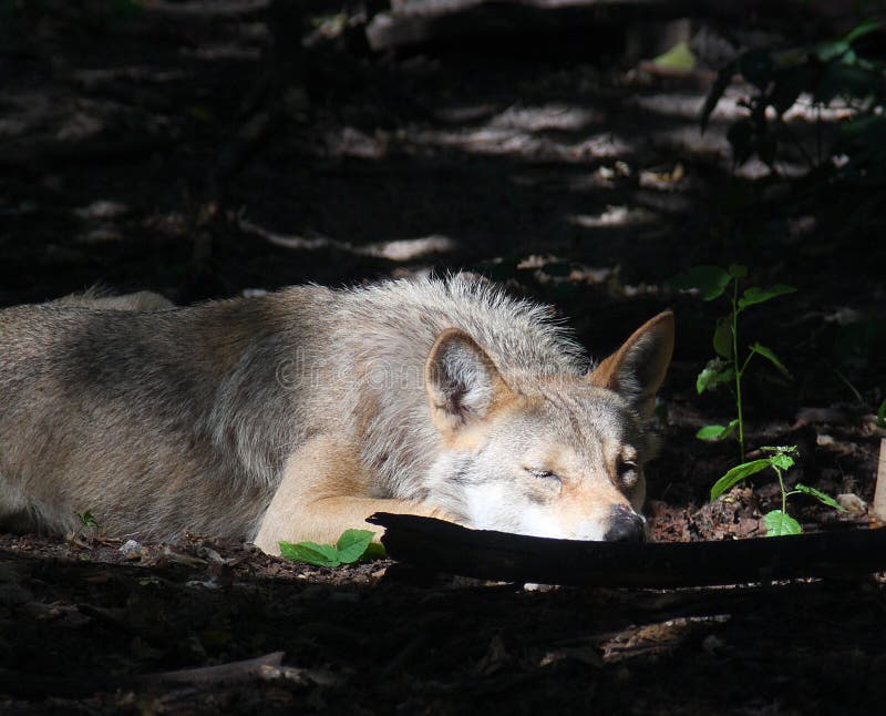 931 Sleeping Wolf Stock Photos - Free & Royalty-Free Stock Photos from ...