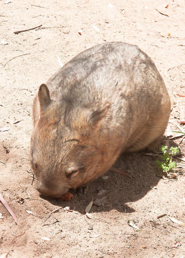 Sleeping wombat stock photo. Image of shadow, chippings - 24406564