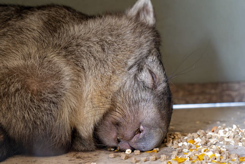 Sleeping Wombat