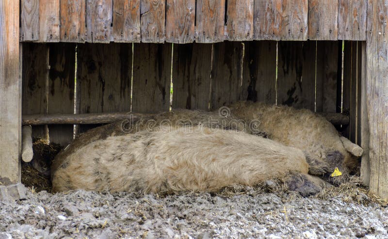 Sleeping woolly pigs stock image. Image of mangalitsa - 204584617