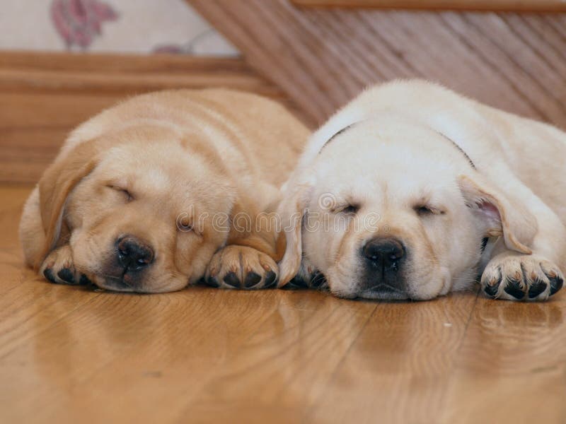 Sleeping Yellow Lab Puppies Stock Photo - Image of full, dogs: 7559454