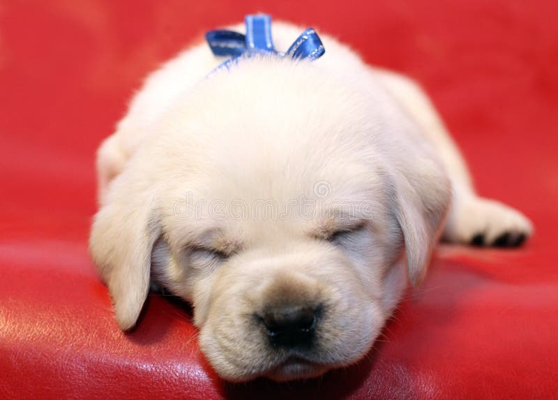 Yellow Labrador Puppy Sleeping Stock Photo - Image of females, maine ...