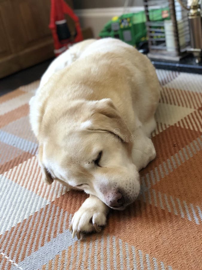 Sleeping yellow Labrador stock photo. Image of labrador - 114253958