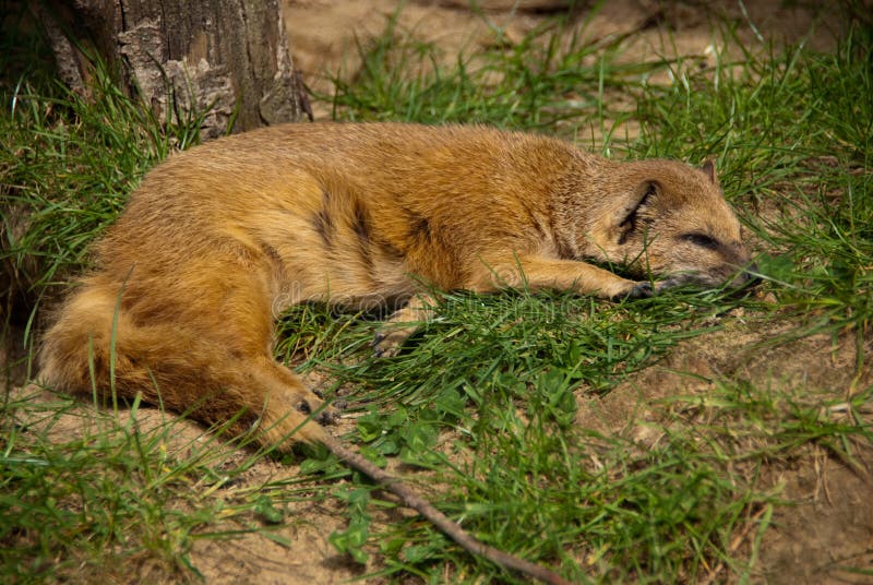 Yellow mongoose sleeping stock photo. Image of animal - 25745440