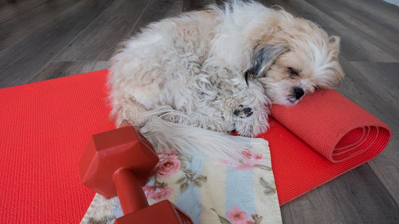 Sleeping on yoga mat stock image. Image of sleepy, fitness - 68334857