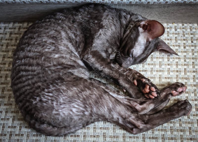 Sleeping Young Cornish Rex Chocolate Color. Top View Stock Photo ...