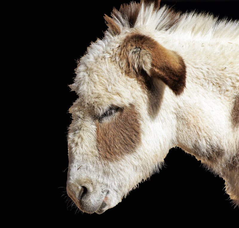 Sleeping donkey stock image. Image of animal, donkey - 16495191