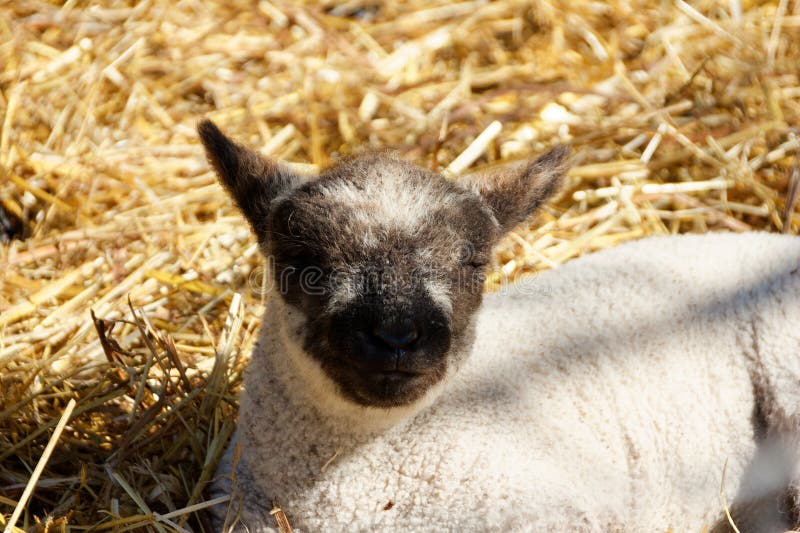 Sleeping Young Lamb Lying on Top of Straw Stock Image - Image of view ...