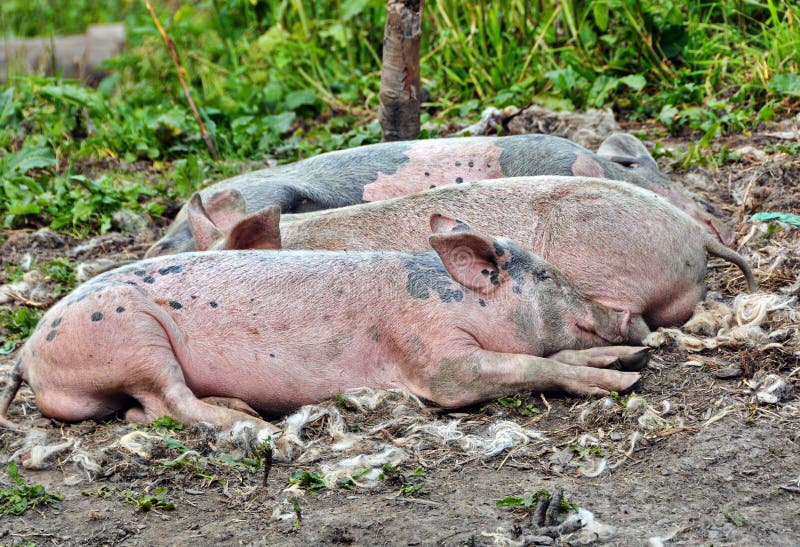 Pig Nap Picture. Image: 934730