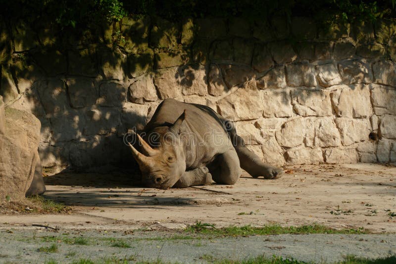 Young Rhino in Grasslands of Africa are Becoming More Rare Stock Photo ...