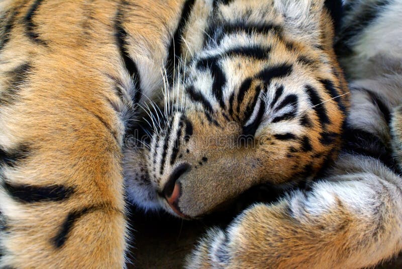Sleeping Baby Tiger Wallpaper