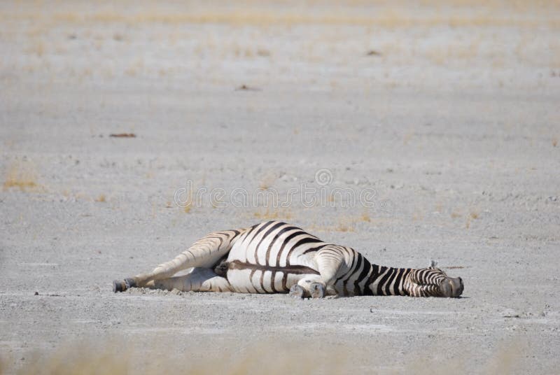 Sleeping zebra stock photo. Image of etosha, relax, tired - 16428428