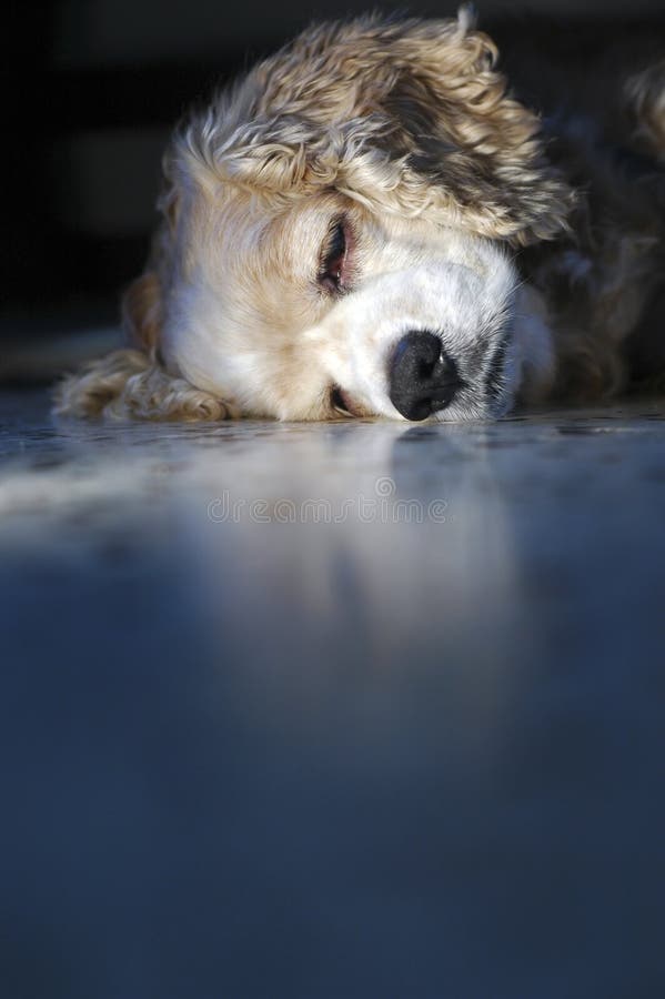Sleepy Woman Looking Very Bored and Tired Stock Photo - Image of ...