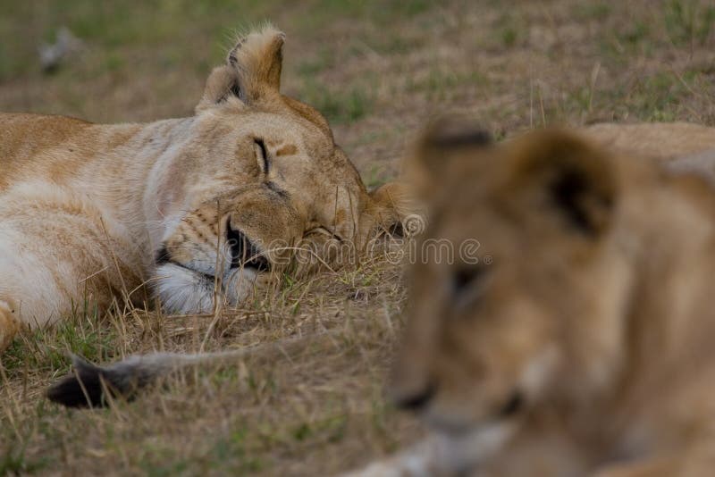 Sleepy African Lion stock photo. Image of sleepy, offspring - 2413466