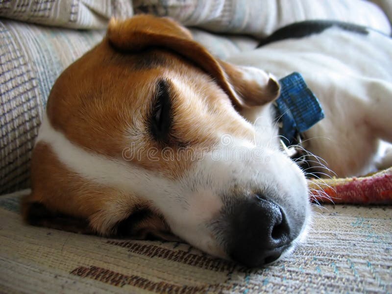 Sleepy Beagle stock photo. Image of curiosity, nose, closeup - 1237034