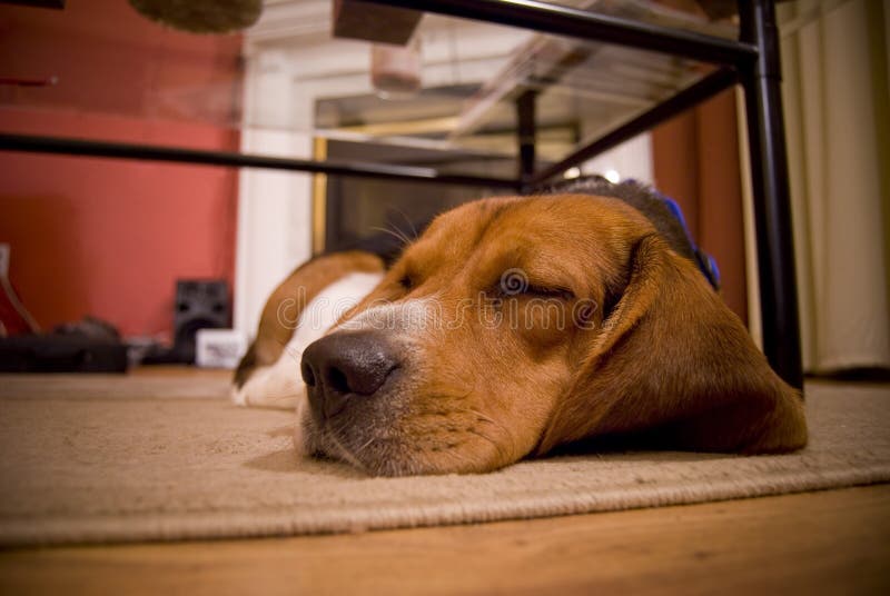 Sleepy beagle stock photo. Image of fireplace, companion - 3901768