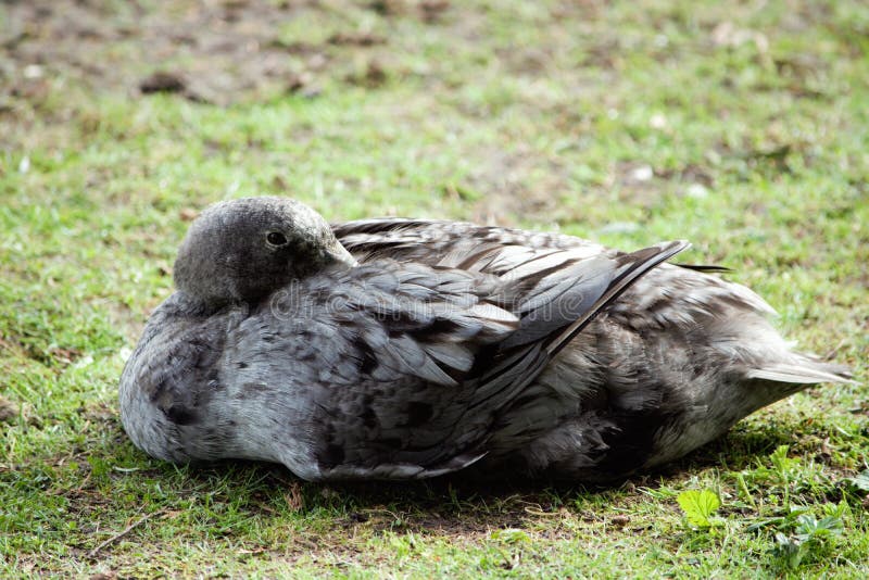 Sleepy Bird stock image. Image of sleepy, front, starring - 91129429