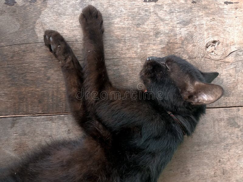 Sleepy black cat stock image. Image of black, morning - 210865167