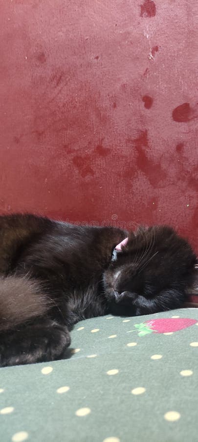 Sleepy Black Cat Verry Cute Stock Photo - Image of dream, black: 262407974