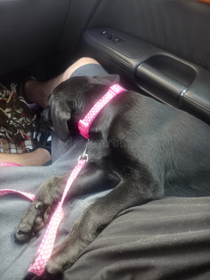 Sleepy black lab stock photo. Image of finger, head - 226073862