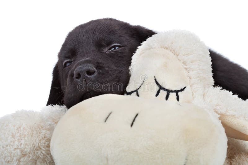 Black Labrador Retriever Puppy Dog Sleeping Stock Photo - Image of ...