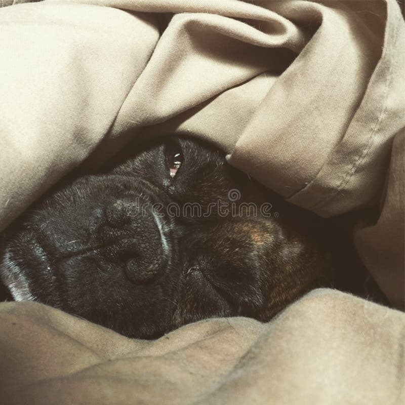 Sleepy boxer stock photo. Image of hiding, covers, sleepy - 75930550