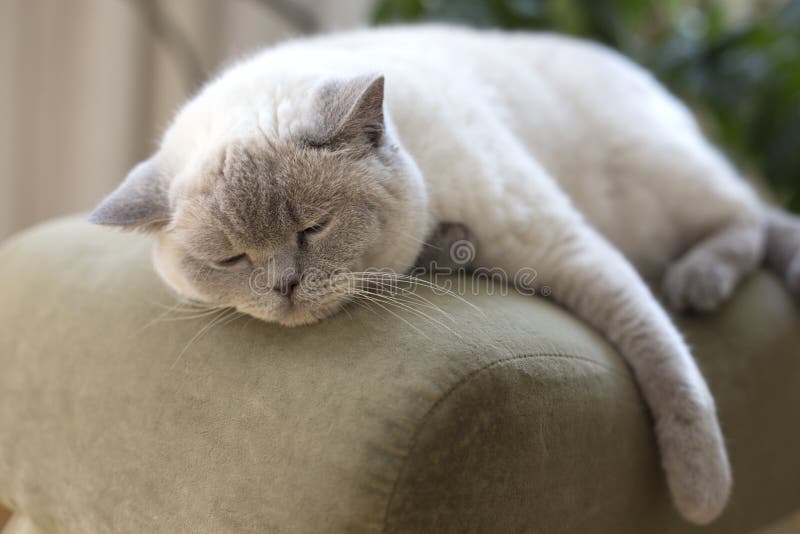 Sleepy British Shorthair Cat Stock Image - Image of sweet, blue: 155245307