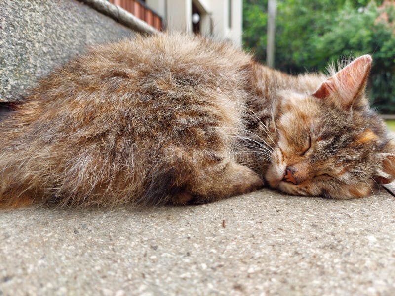 Sleepy Brown Kitty stock photo. Image of terrace, cute - 263872494