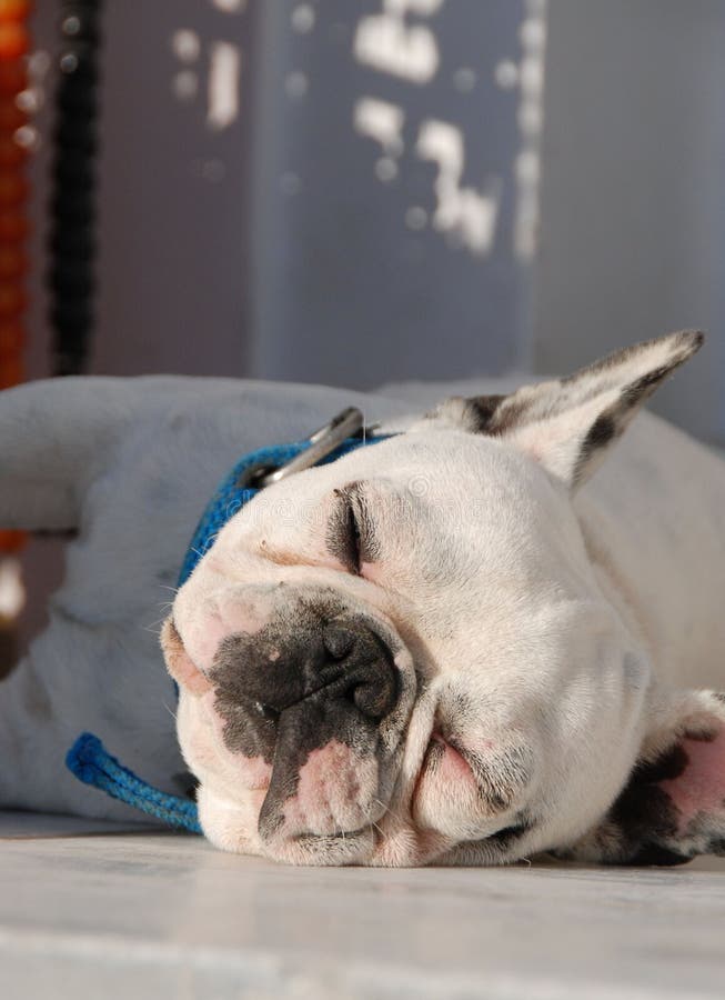 Sleepy Bulldog stock photo. Image of santorini, nose, eyes - 3413536