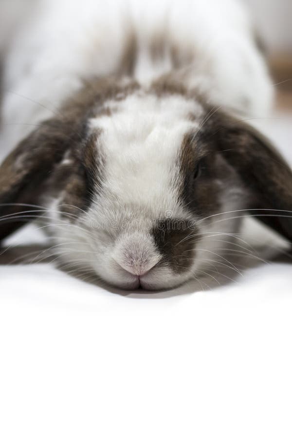 Sleepy Bunny stock image. Image of shot, bunny, pretty - 45001413