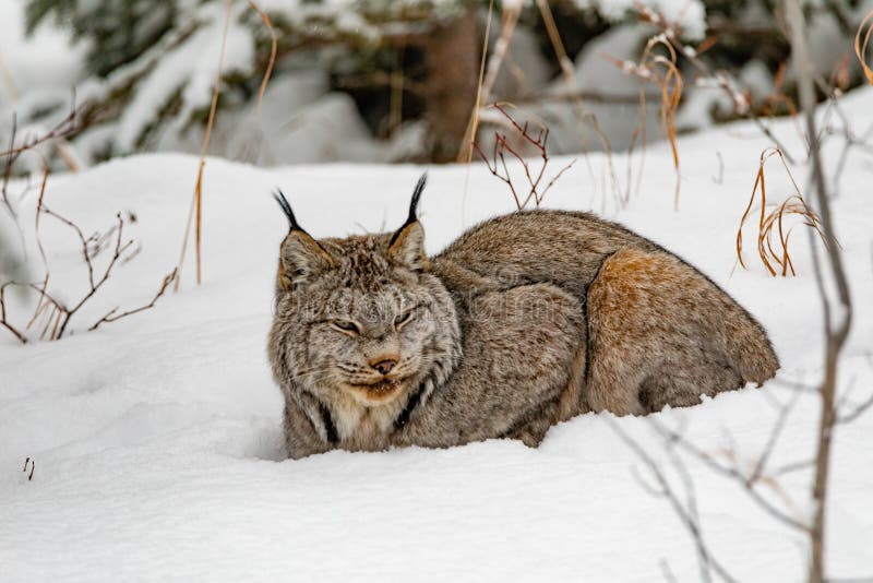 Sleepy Canada Lynx Lynx Canadensis in Winter Snow Stock Photo - Image ...