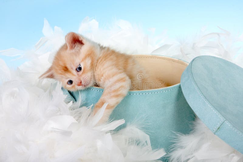 Birman cat birthday stock image. Image of humor, feather - 60492315