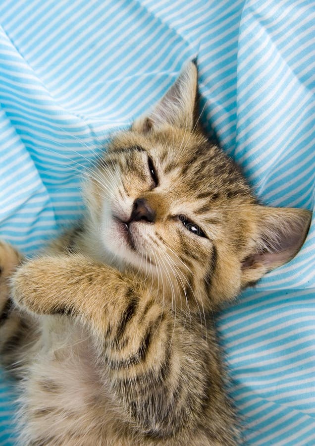 Sleepy cat stock image. Image of whiskers, mammalia, eyes - 2005763
