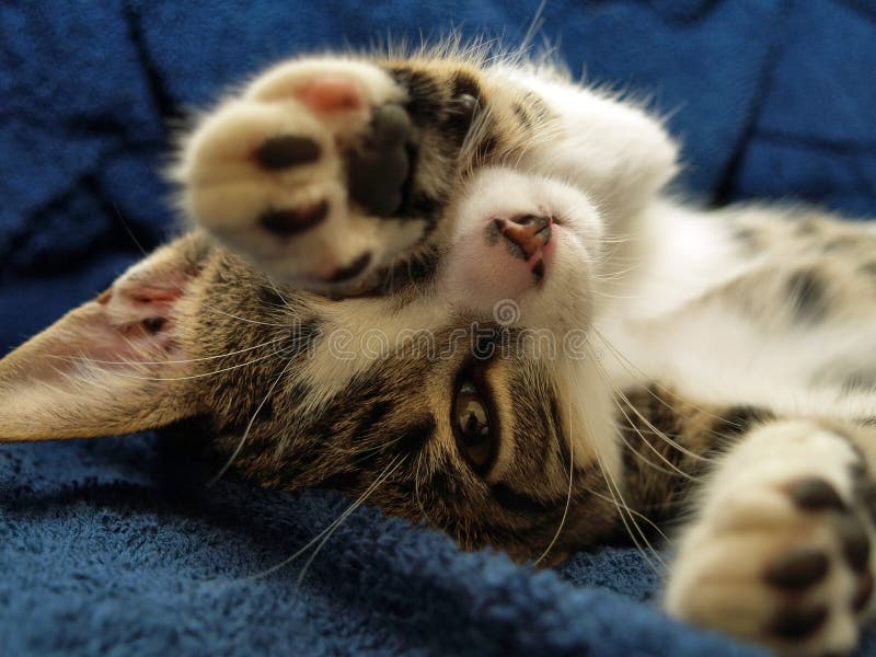 Sleepy cat stock image. Image of ears, fluffy, head, furry - 2926539