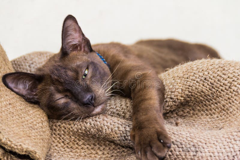 Sleepy cat stock photo. Image of sleepy, browny, beautiful - 29340196