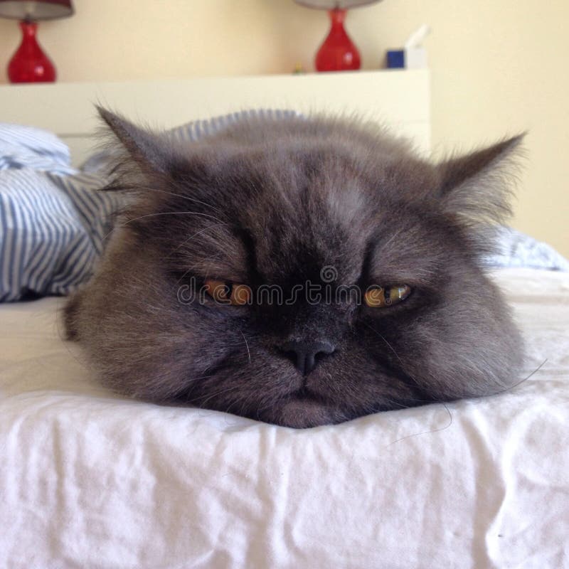 Sleepy cat editorial stock image. Image of sleepy, funny - 42653059