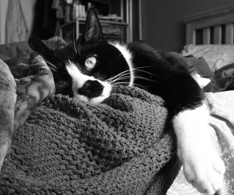 Sleepy Cat Awake stock image. Image of white, animal, domestic - 2065281