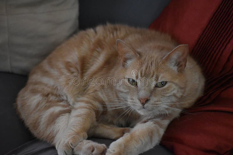 Sleepy cat stock image. Image of resting, grey, orange - 275875011