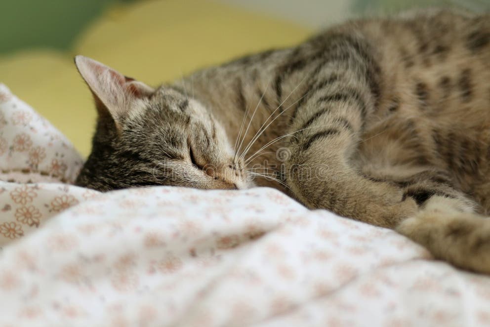 Sleepy Cat stock image. Image of floral, shallow, pose - 94531745