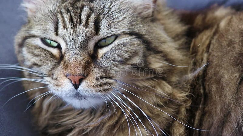 Sleepy Cat almost Falling Asleep on Couch Stock Video - Video of ...