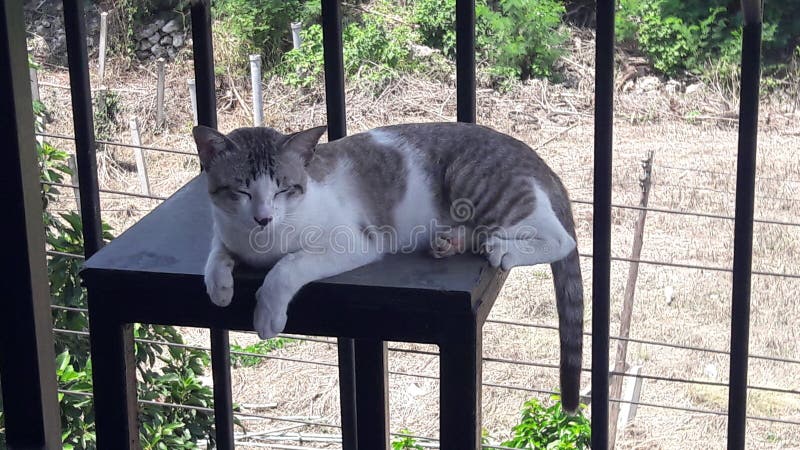 Sleepy Cat Awake stock image. Image of white, animal, domestic - 2065281