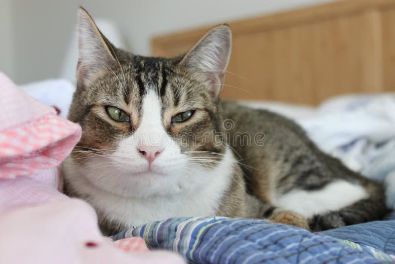 Sleepy Cat stock image. Image of usaf, nation, plant - 69070739