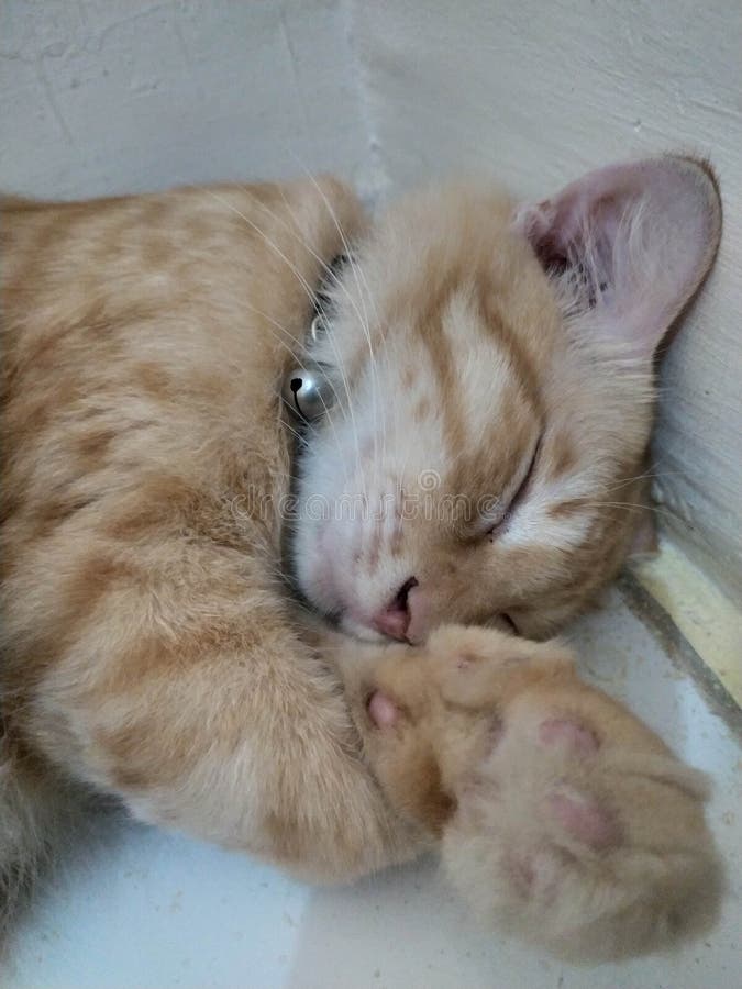 Sleepy cat in lullaby stock photo. Image of kitten, animal - 229201834