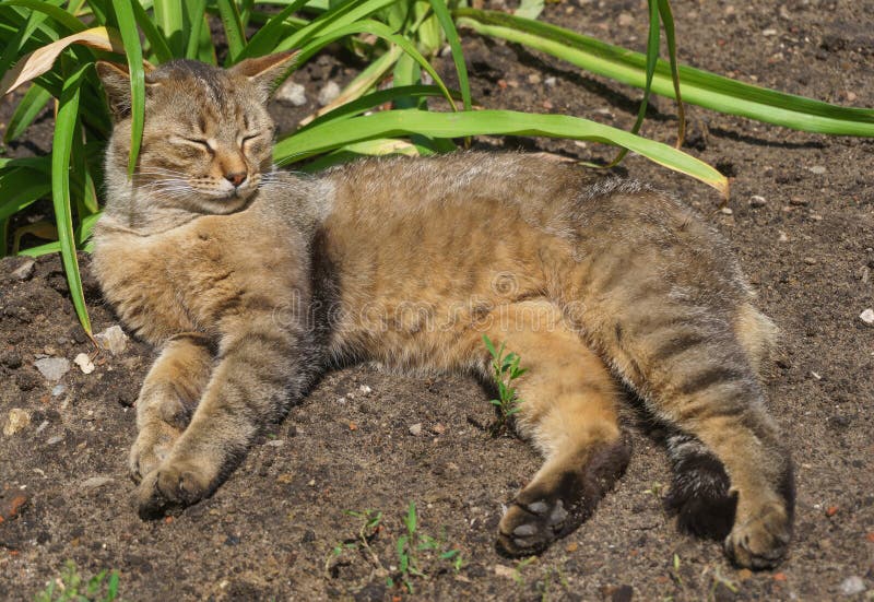 Sleepy cat stock image. Image of hairy, pose, tail, brown - 95191271