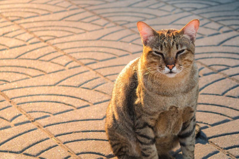 Sleepy Cat in Morning stock photo. Image of animal, comfortable - 107551082