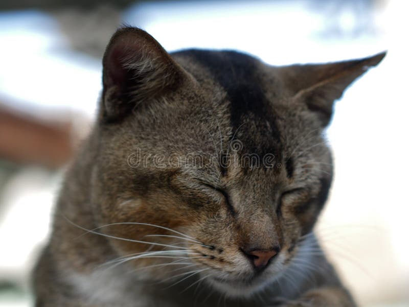 Sleepy Cat Nice Position Stock Photos - Free & Royalty-Free Stock ...